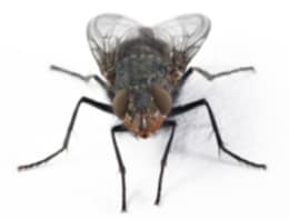 Home | Pest Control Auckland Services in West, North Shore, East